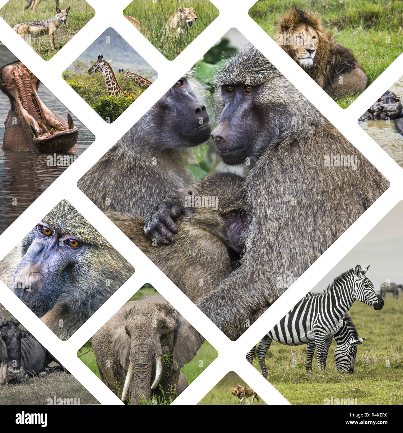 African wild animals safari collage hi-res stock photography and images ...