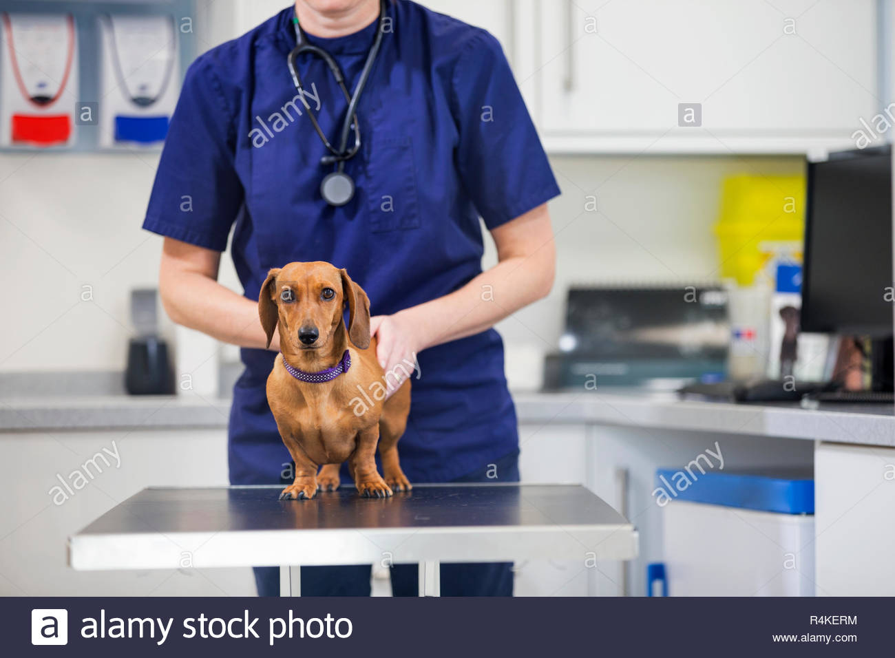Vet Examining Dog On Examination Stock Photos & Vet Examining Dog On ...