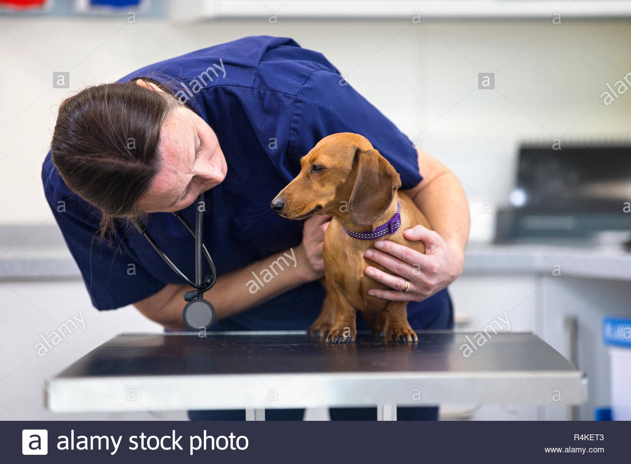 Vet Examining Dog On Examination Stock Photos & Vet Examining Dog On ...