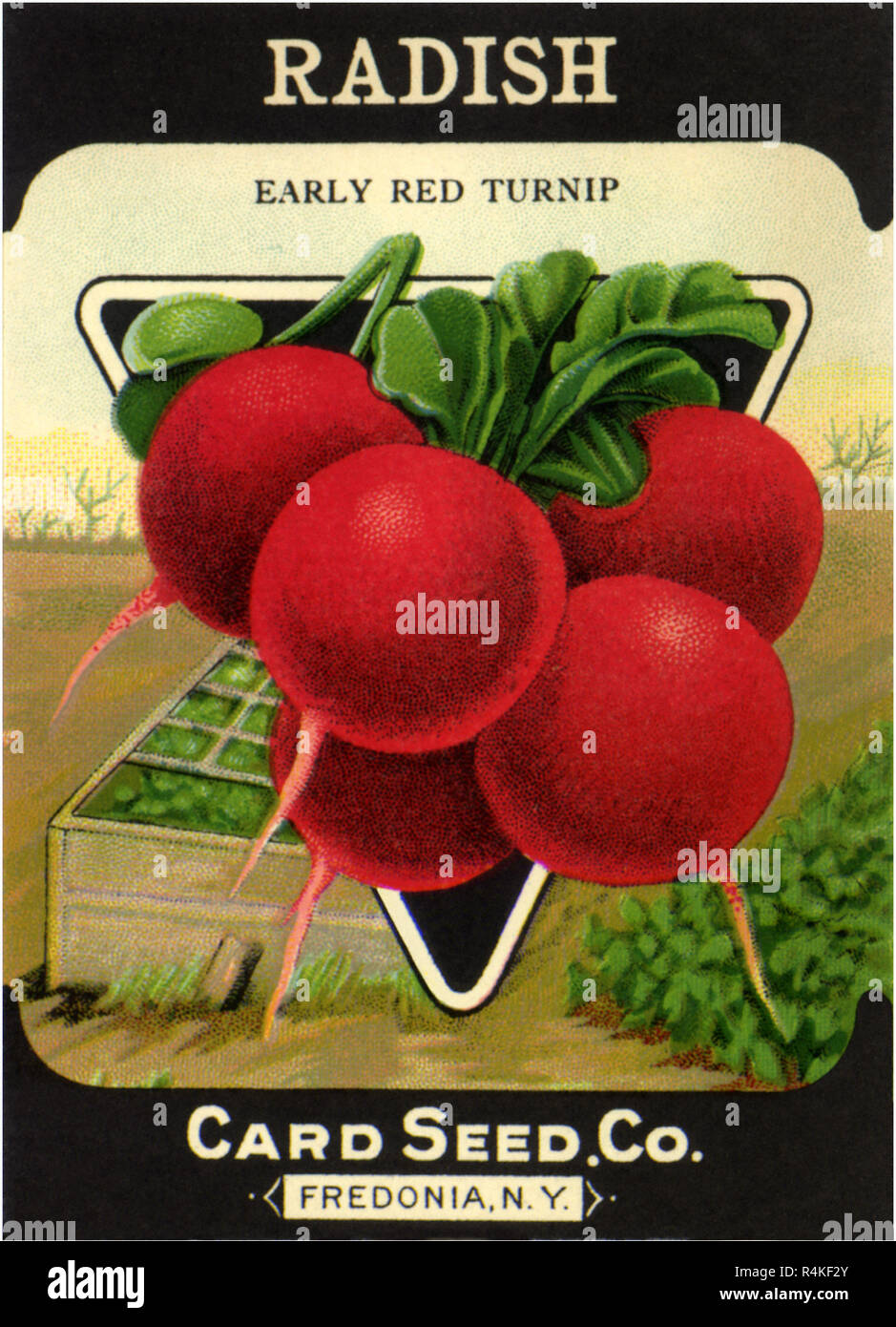 Radish Seed Packet Stock Photo - Alamy