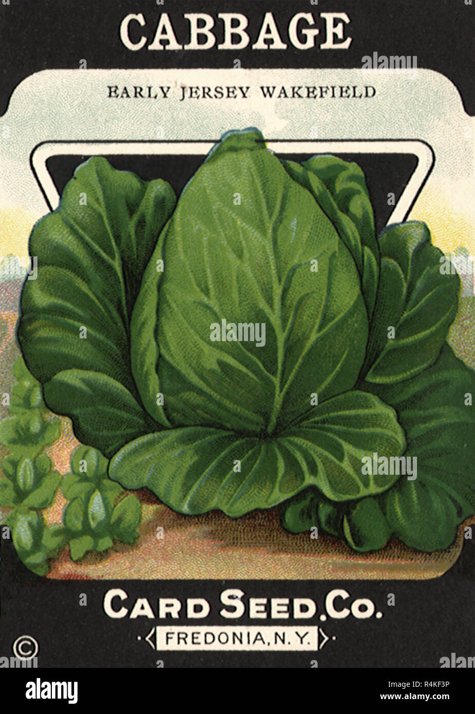 Cabbage Seed Packet Stock Photo - Alamy