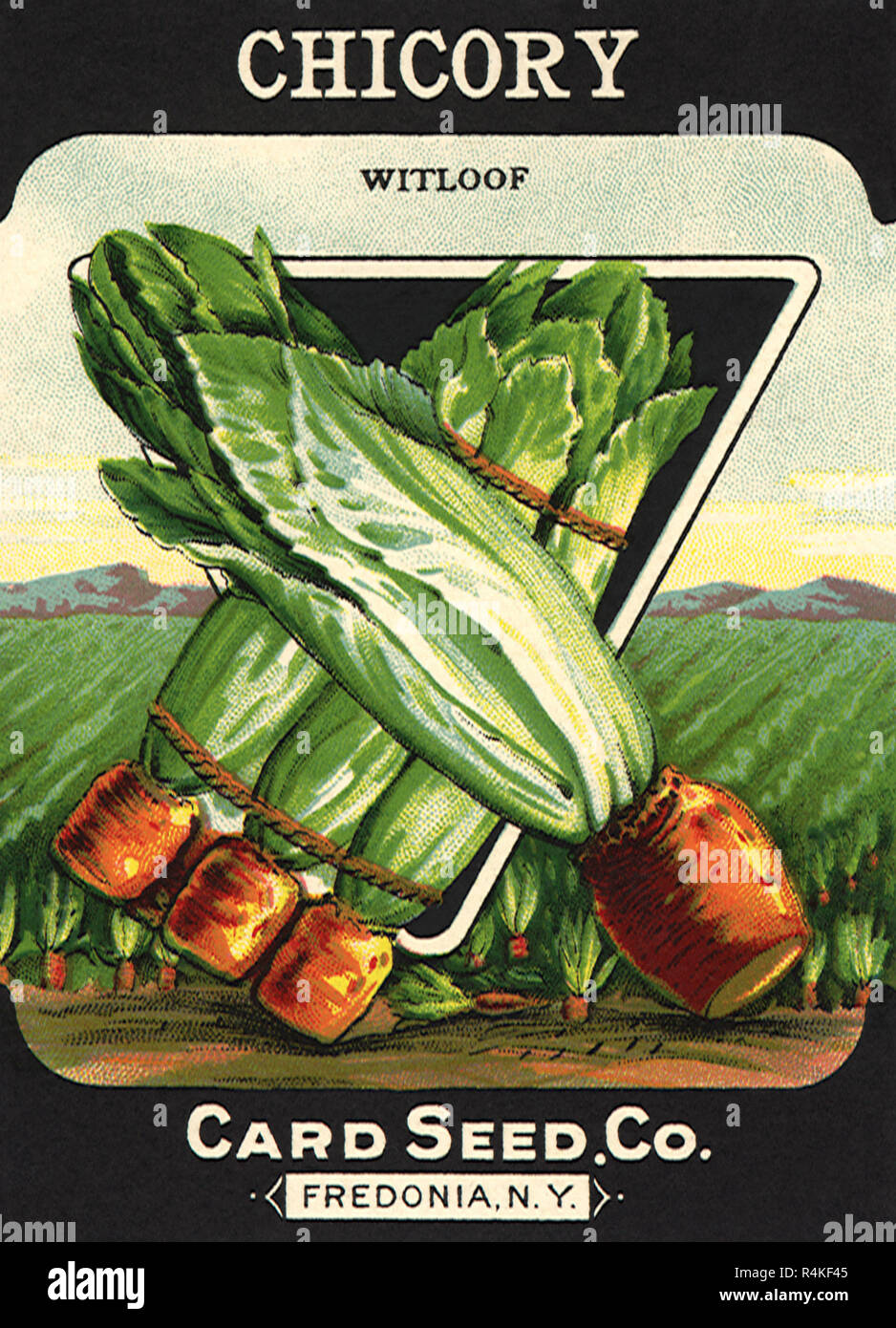 Chicory Seed Packet Stock Photo - Alamy