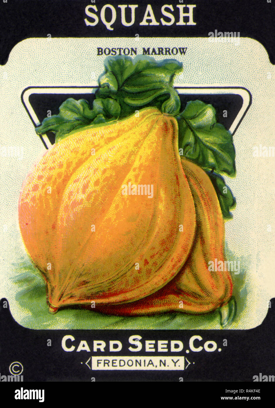 Squash Seed Packet Stock Photo - Alamy