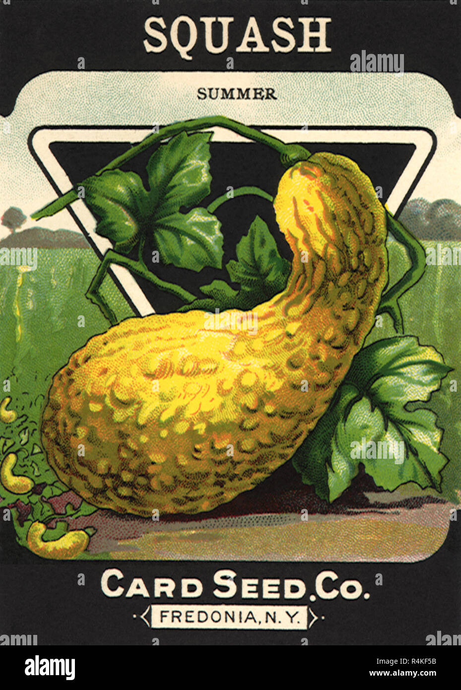 Squash Seed Packet Stock Photo - Alamy