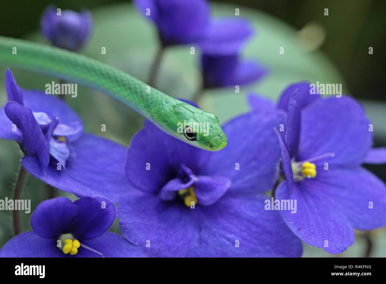 Blue viper snake hi-res stock photography and images - Alamy