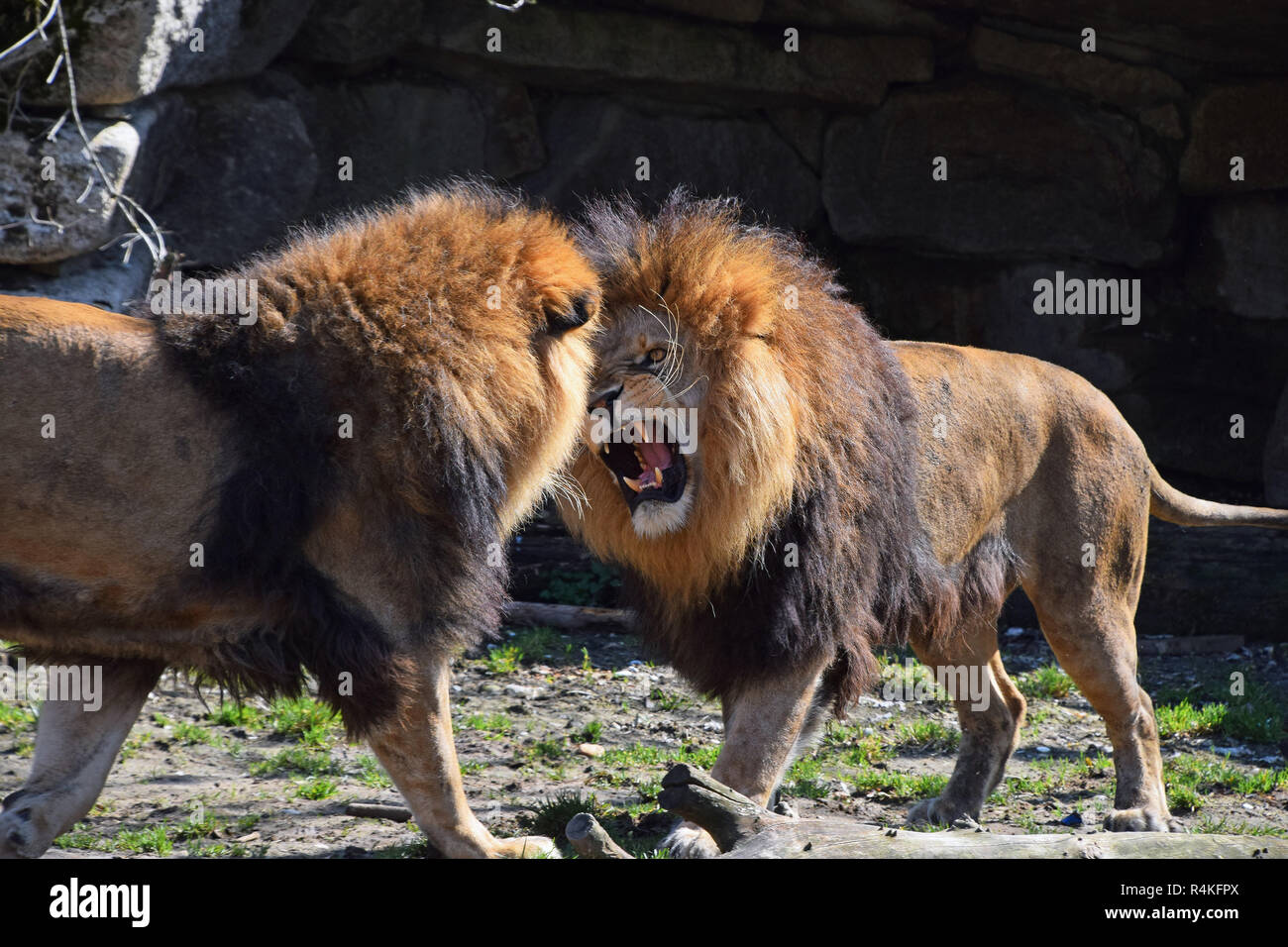Two male African lions fight and roar in zoo Stock Photo - Alamy