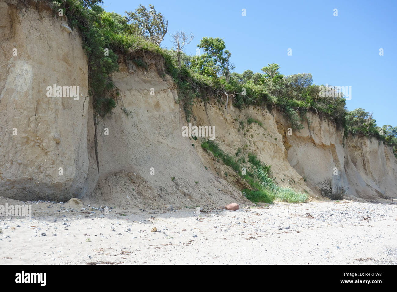 Wooded Cliff at the beach on Hiddensee Island, Germany Stock Photo - Alamy