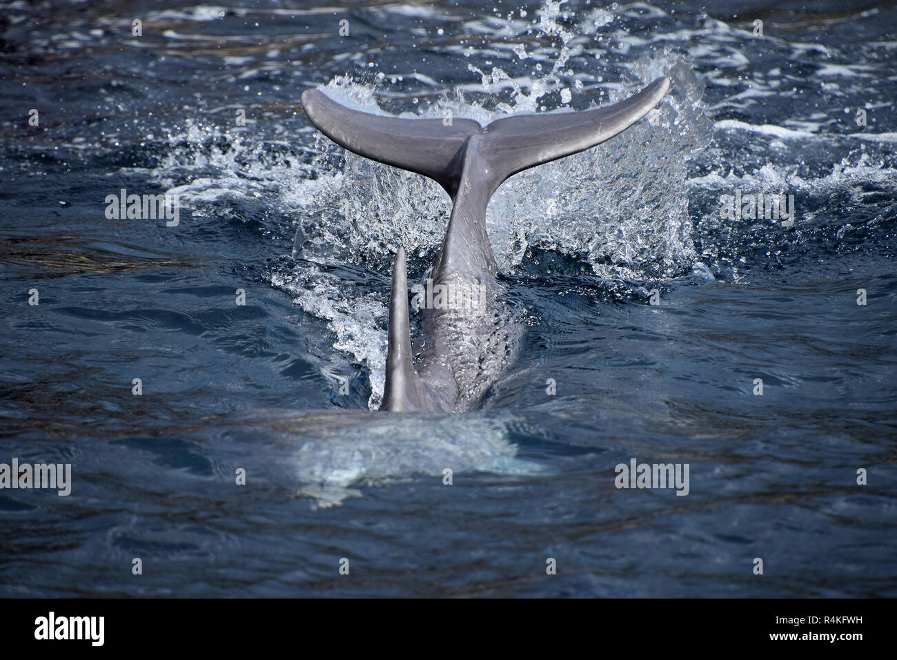 Dolphin diving in blue sea water Stock Photo - Alamy