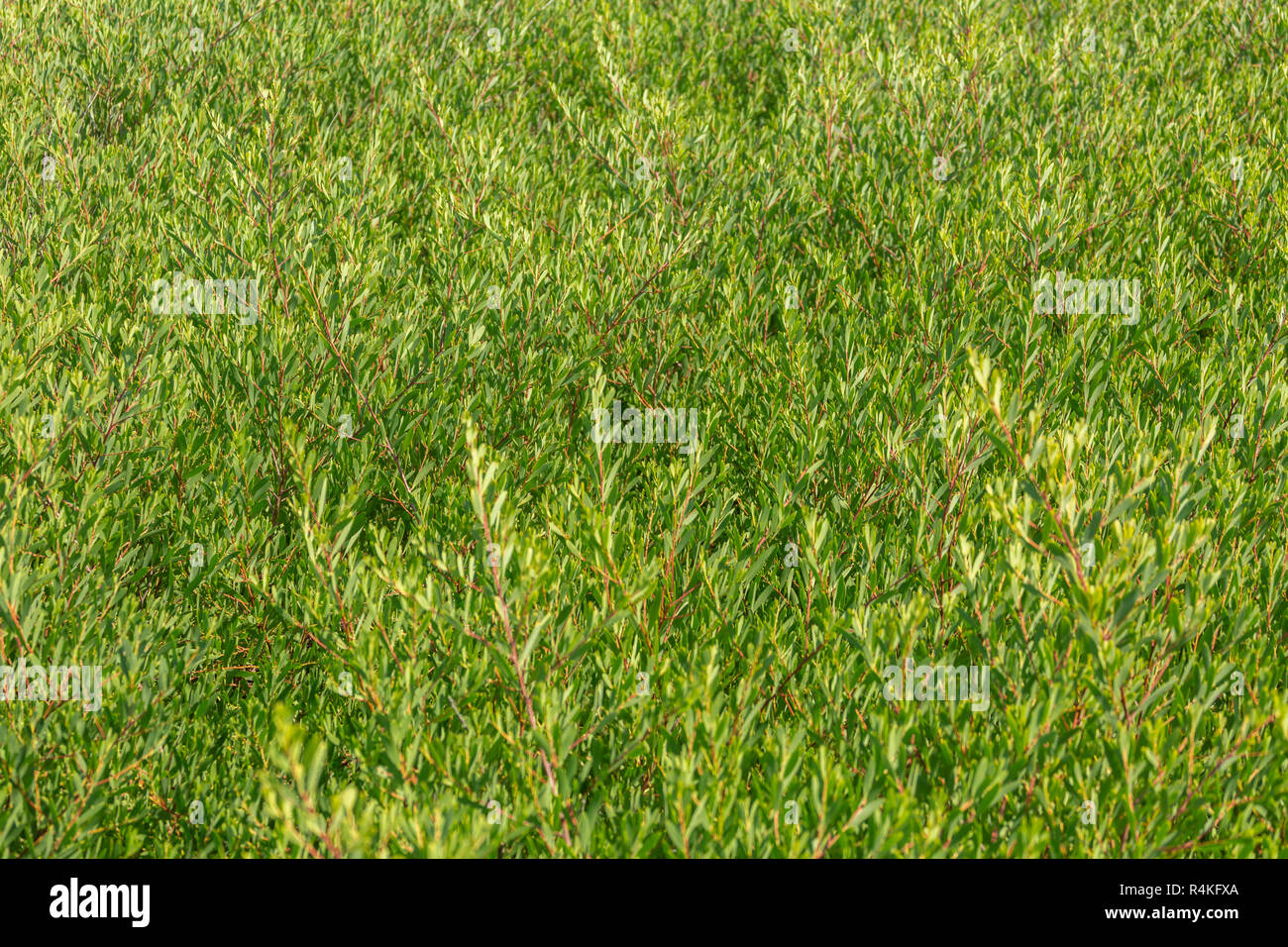 View at the field with leatherleaves plants, chamaedaphne calyculata ...