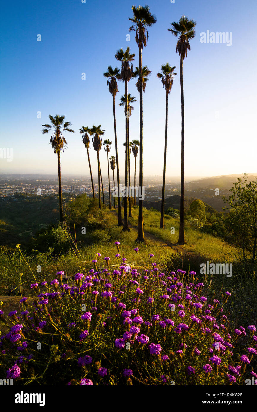 Palm Trees in Los Angeles Stock Photo - Alamy