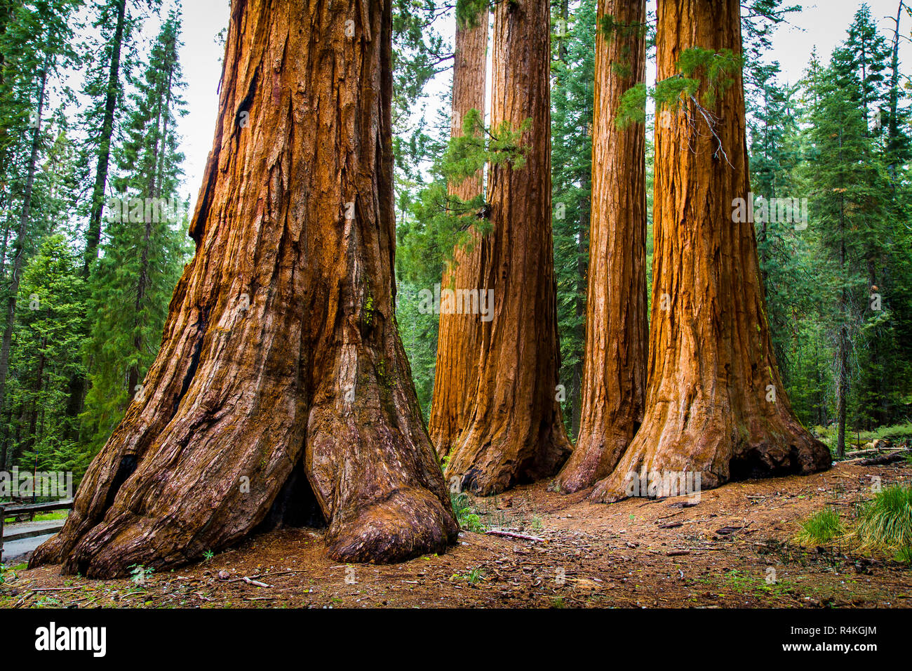 Giant redwood trees in Sequoia National Park, California, US Stock ...