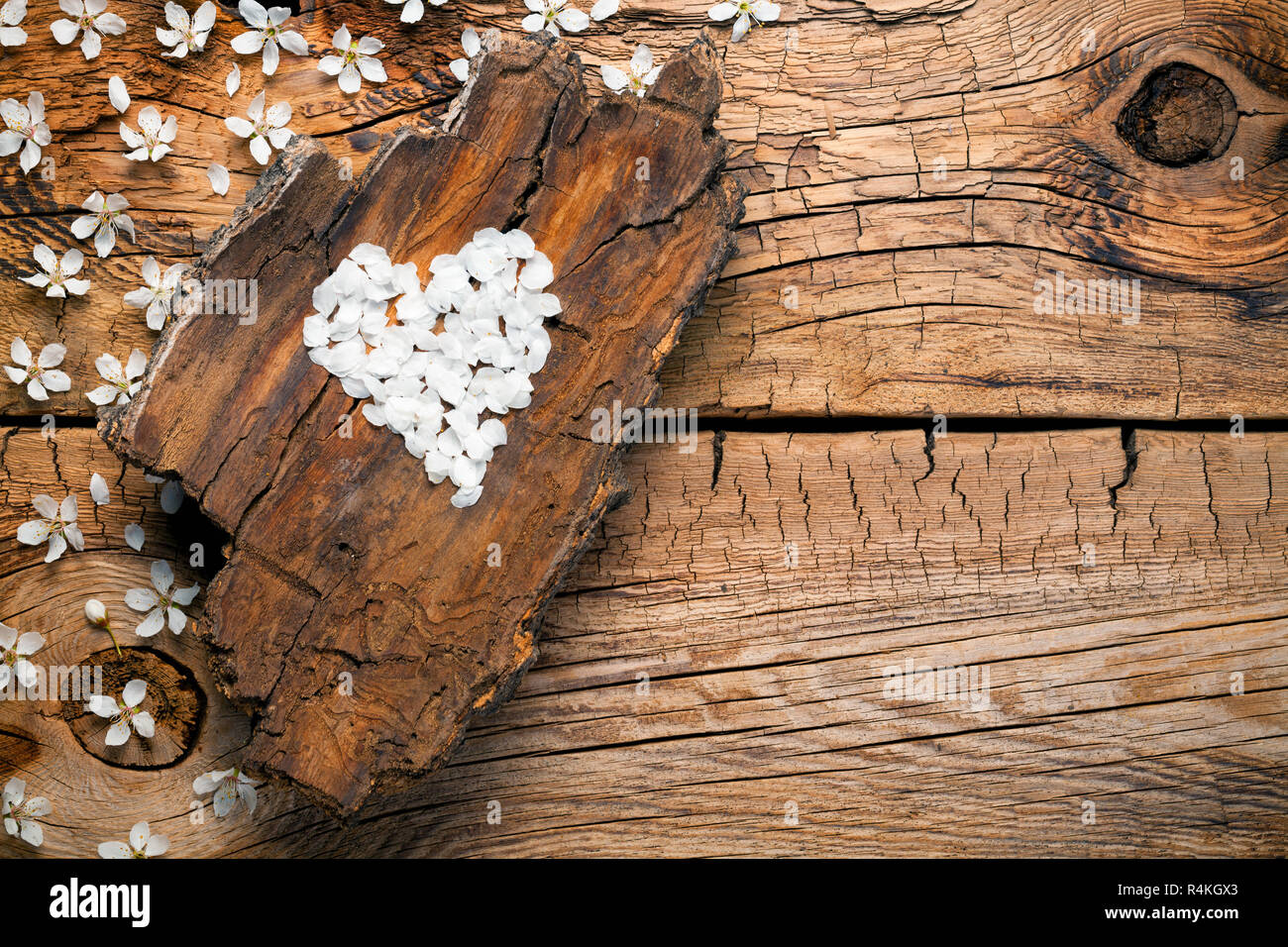 Tree bark frame border copy hi-res stock photography and images - Alamy