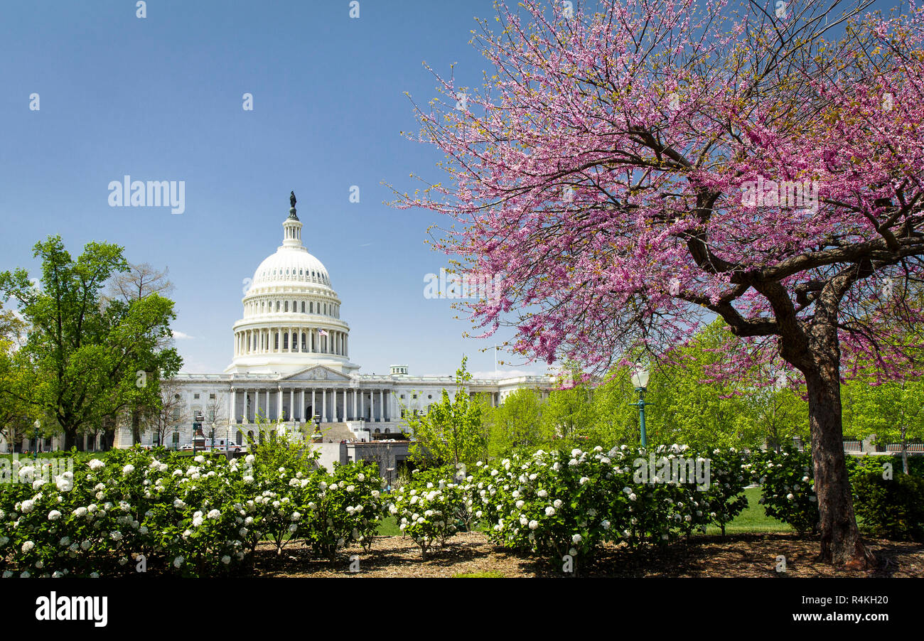 The US Capitol in Washington DC at spring Stock Photo - Alamy