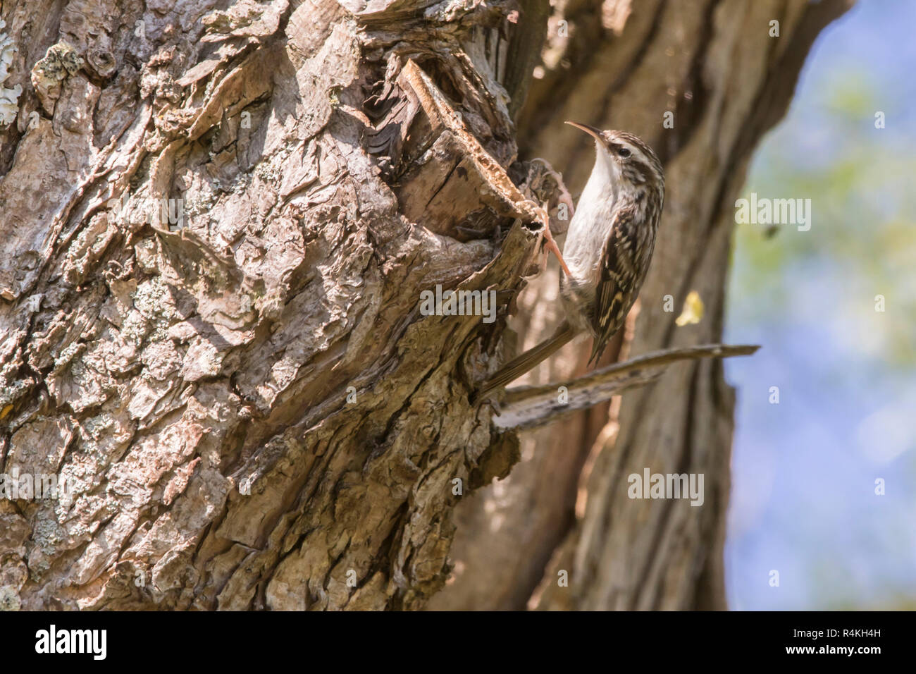 a treecreeper on the log looking for food Stock Photo - Alamy