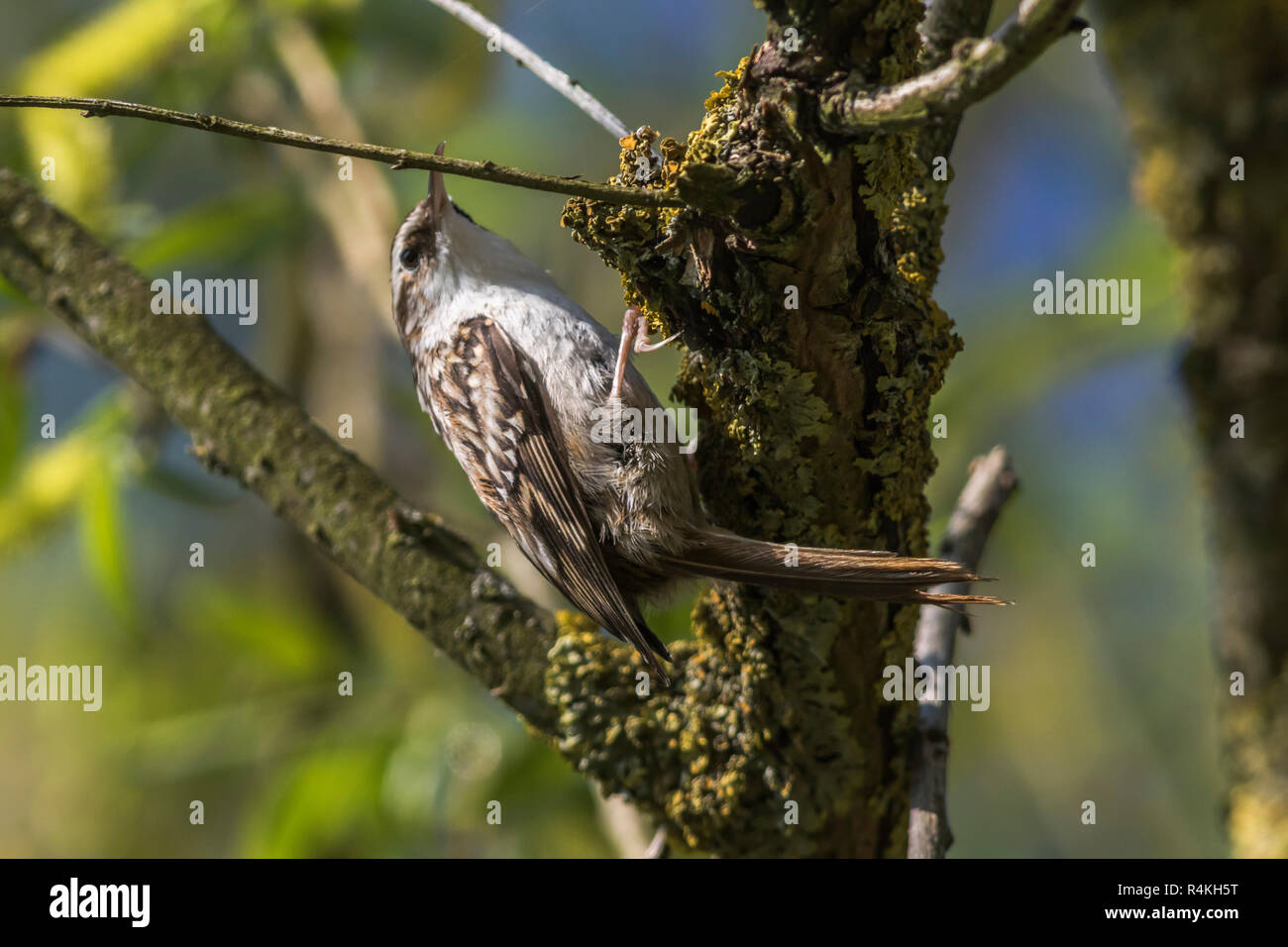 Certhia familiaris singing hi-res stock photography and images - Alamy