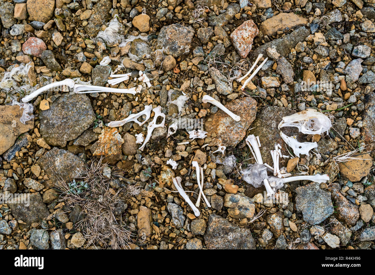 Rabbit bones and skeleton remains on debris at the Keen of Hamar nature ...