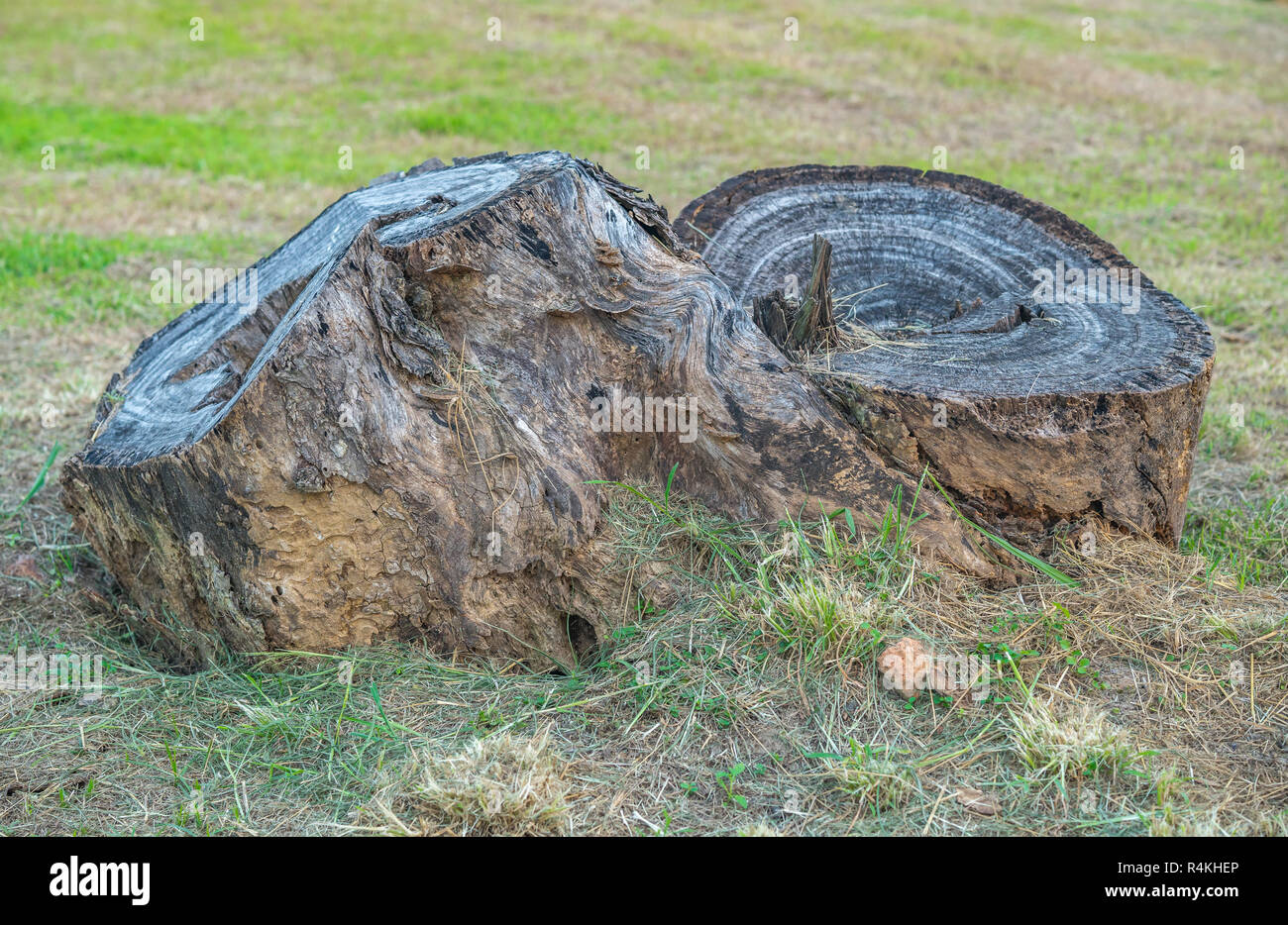 An old tree stump Stock Photo - Alamy