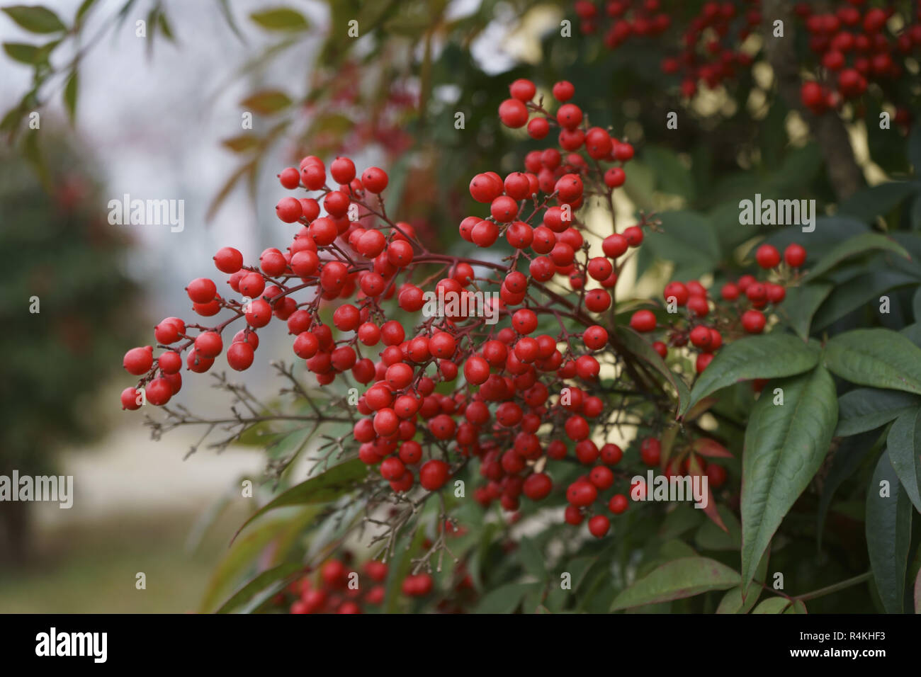 Photo first floor plant Heavenly Bamboo outdoor ornamental Stock Photo ...