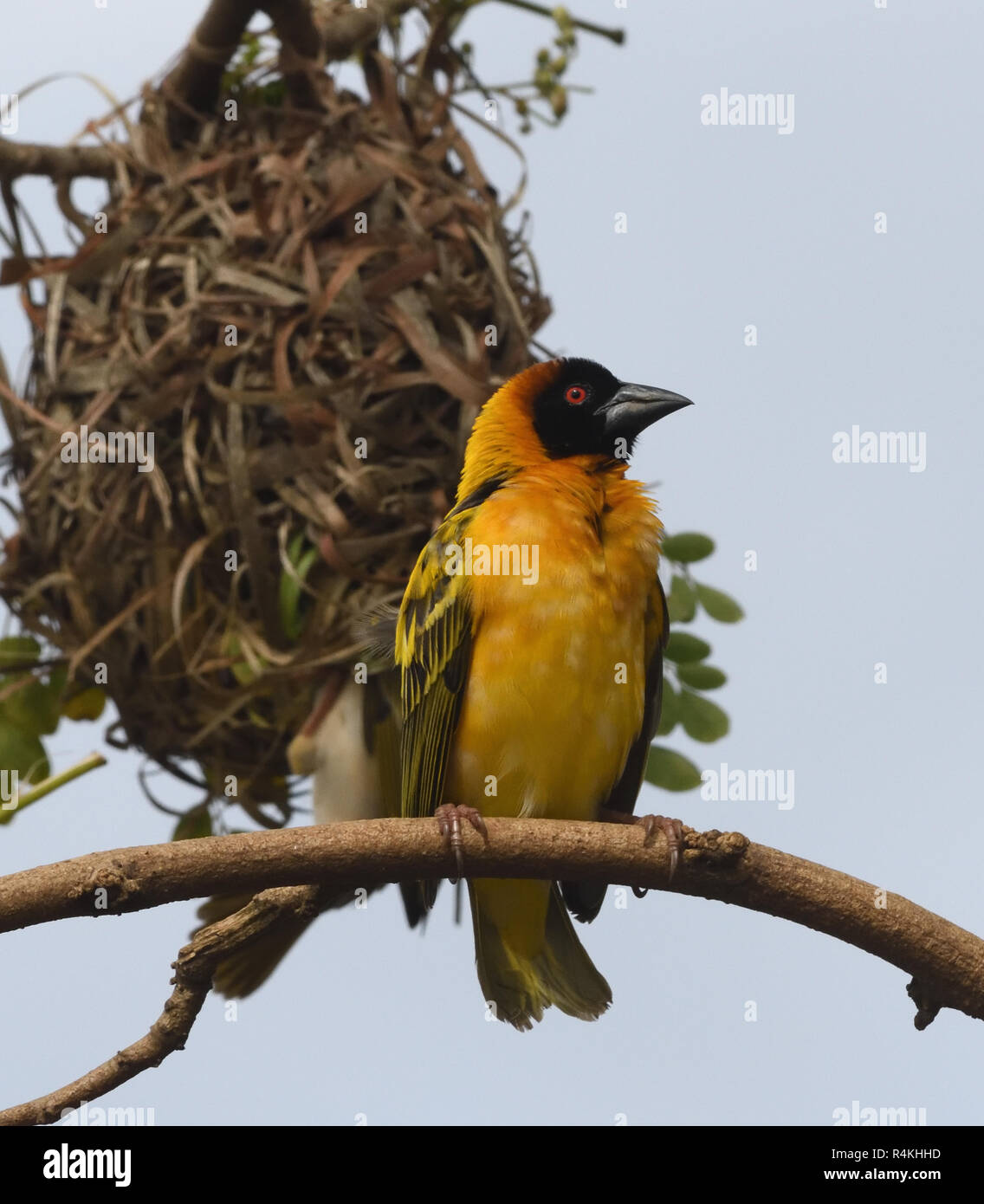A male village weaver (Ploceus cucullatus) also known as the spotted ...
