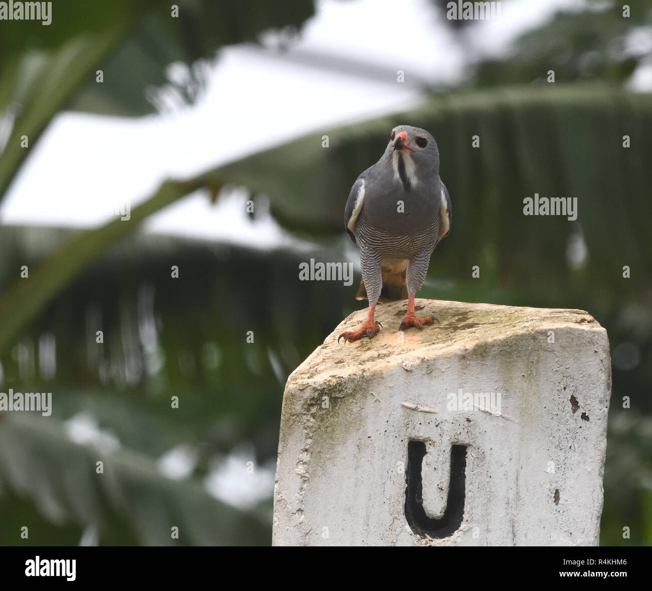 A lizard buzzard or lizard hawk (Kaupifalco monogrammicus) sits on a ...