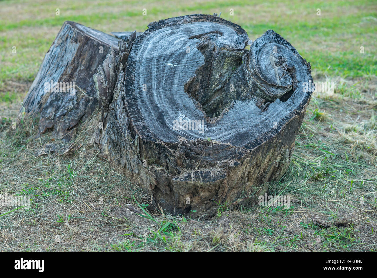 An old tree stump Stock Photo - Alamy