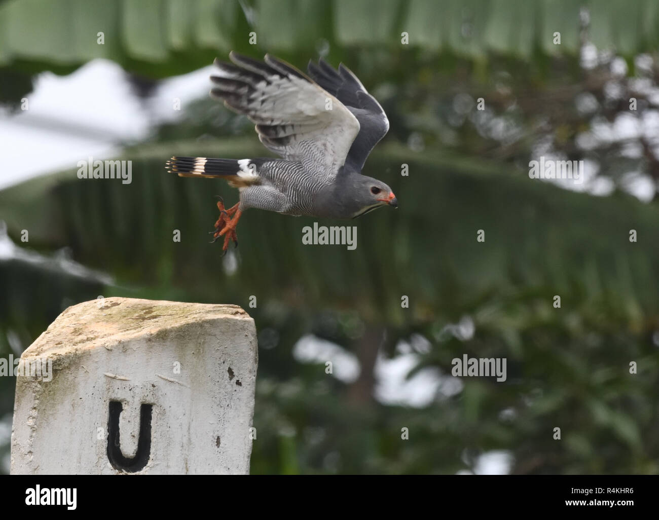 Uganda bird flying hi-res stock photography and images - Alamy