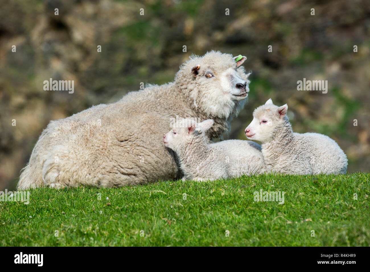 White sheep ewe with two lambs resting on sea clifftop, Scottish ...