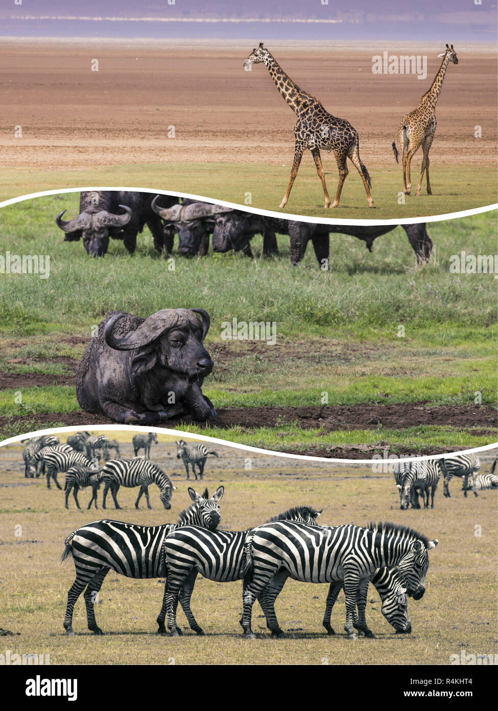 African wild animals safari collage hi-res stock photography and images ...