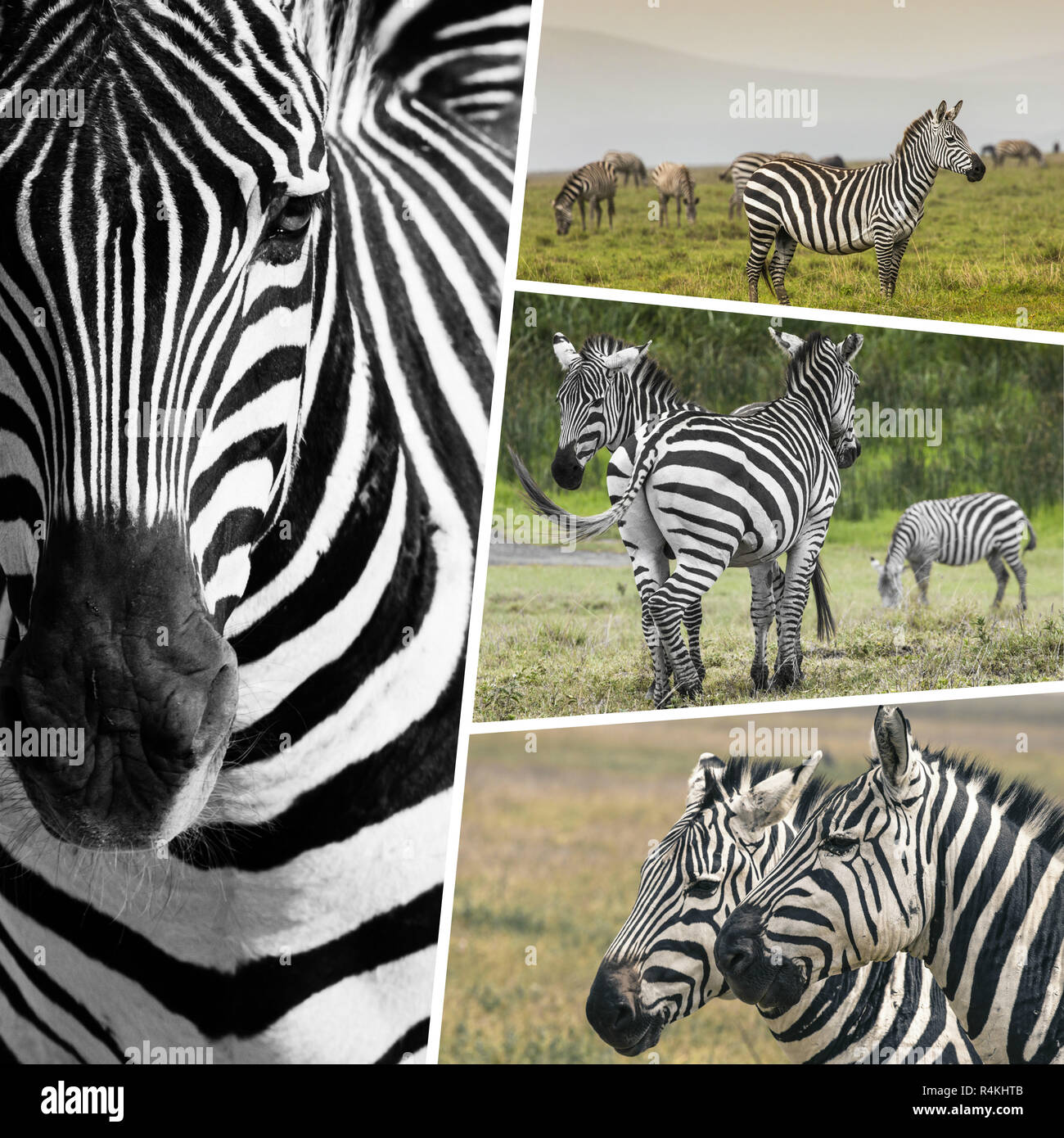 Collage of Zebras from Tanzania - travel background (my photos Stock ...