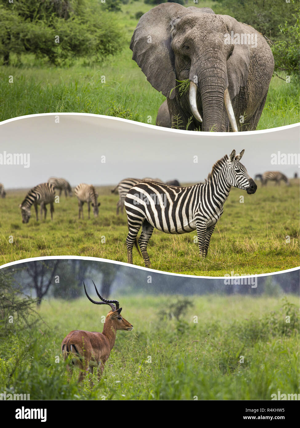 African wild animals safari collage hi-res stock photography and images ...