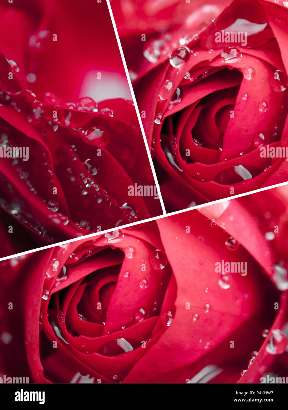 Collage beautiful collection rose hi-res stock photography and images ...