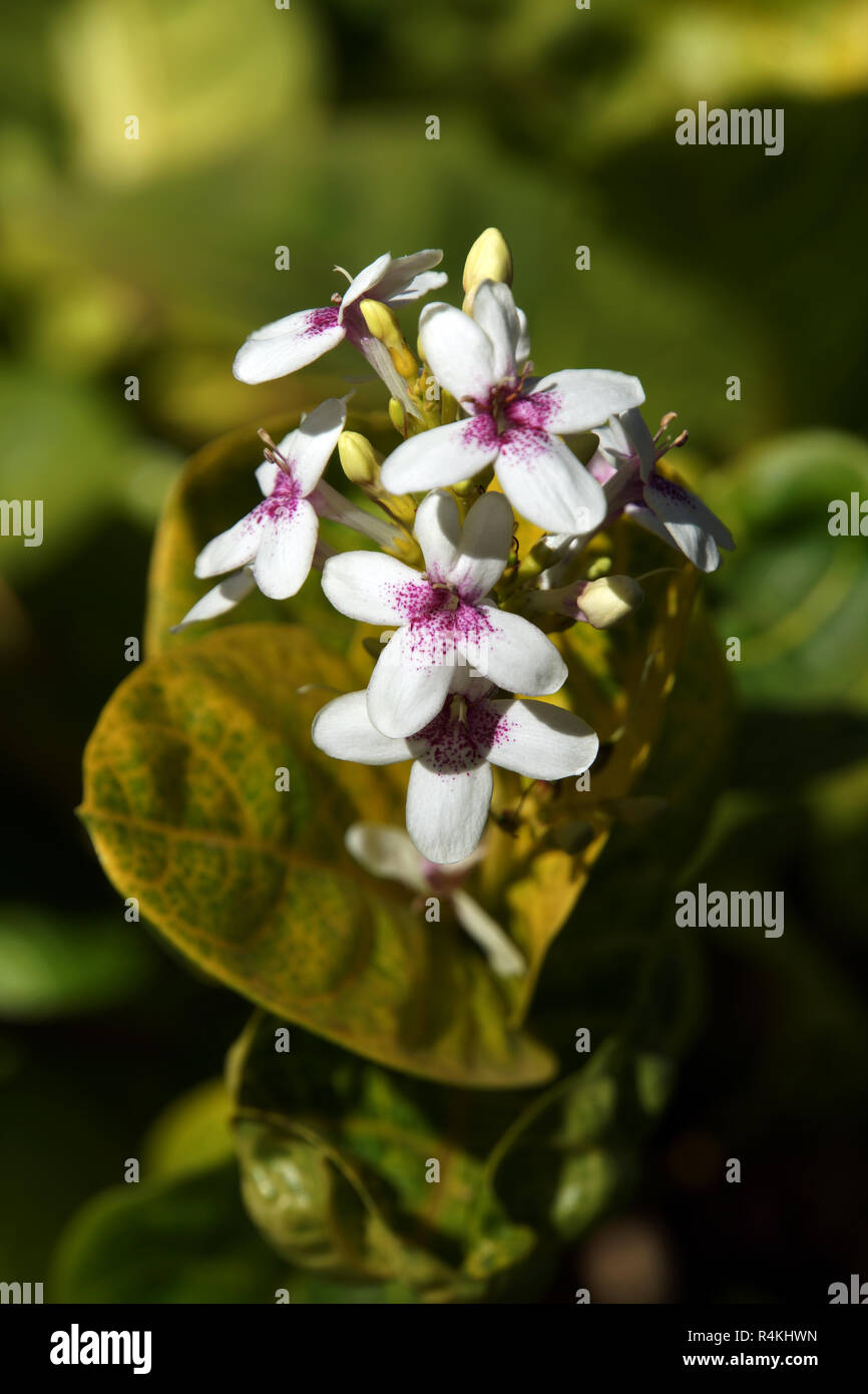 Pseuderanthemum hi-res stock photography and images - Alamy