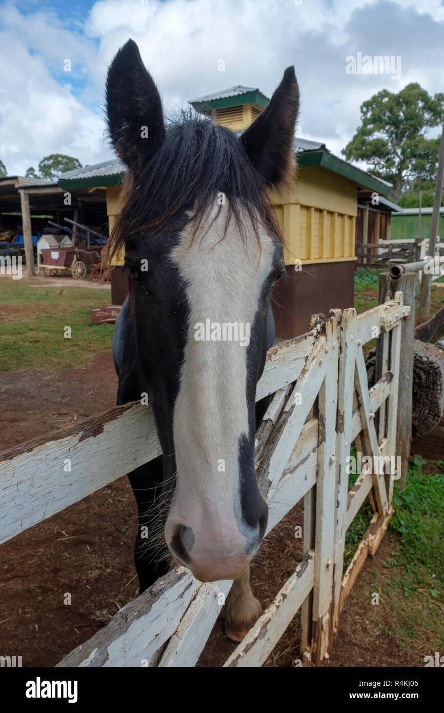 At Highfields Pioneer Village Stock Photo - Alamy