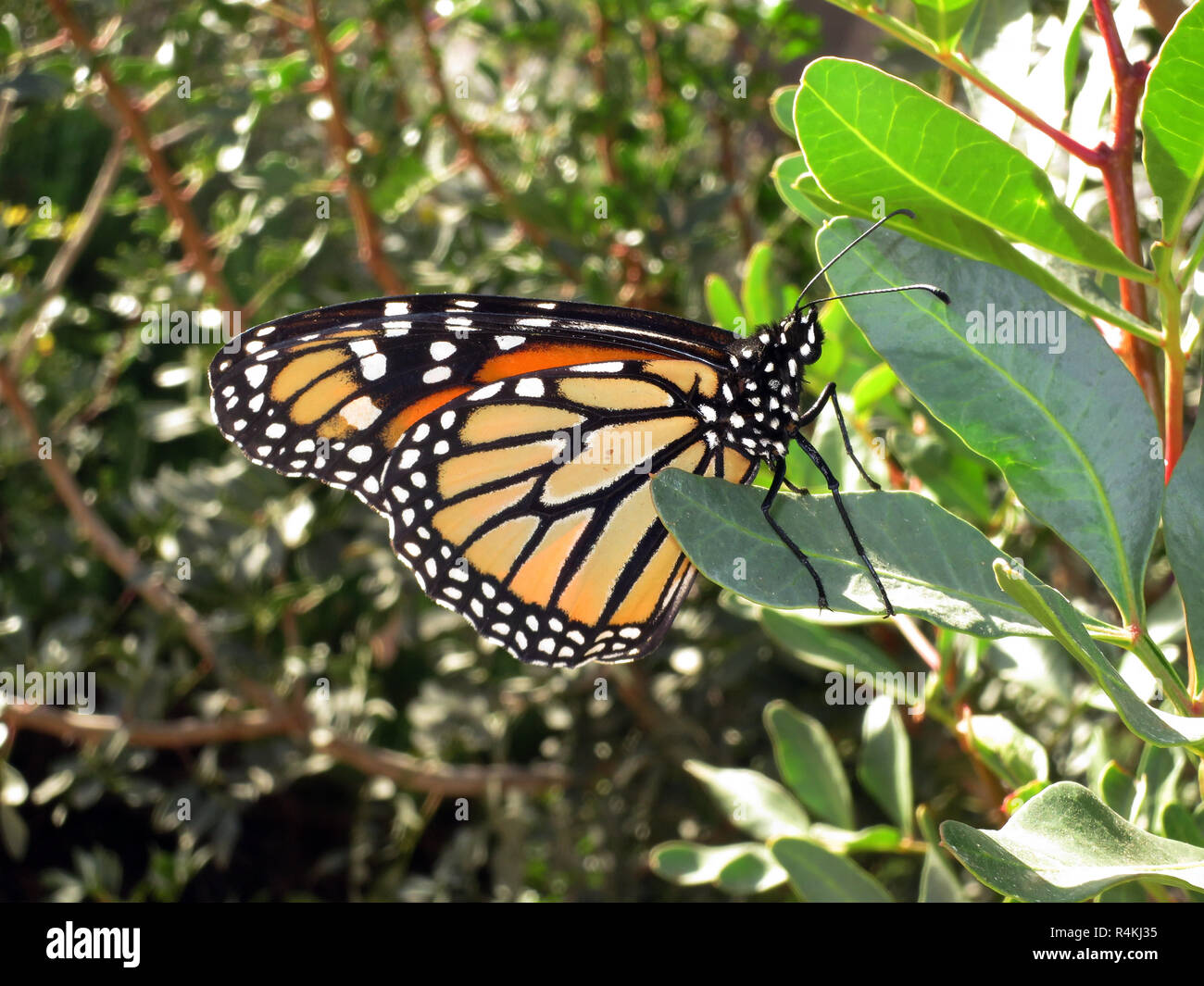Monarchfalter hi-res stock photography and images - Alamy