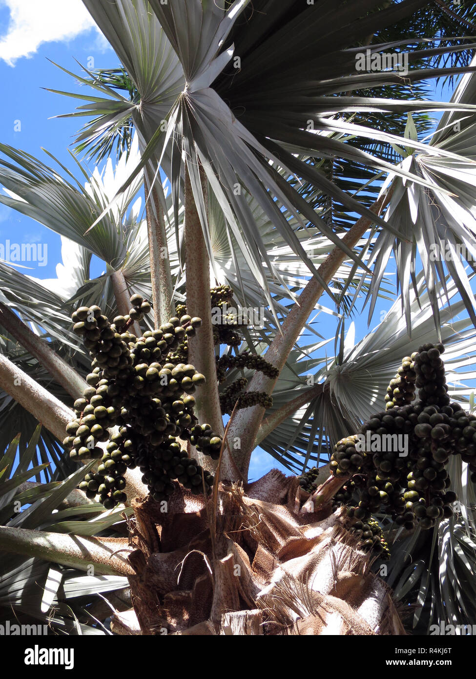 Bismarck palm tree bismarckia nobilis hi-res stock photography and ...