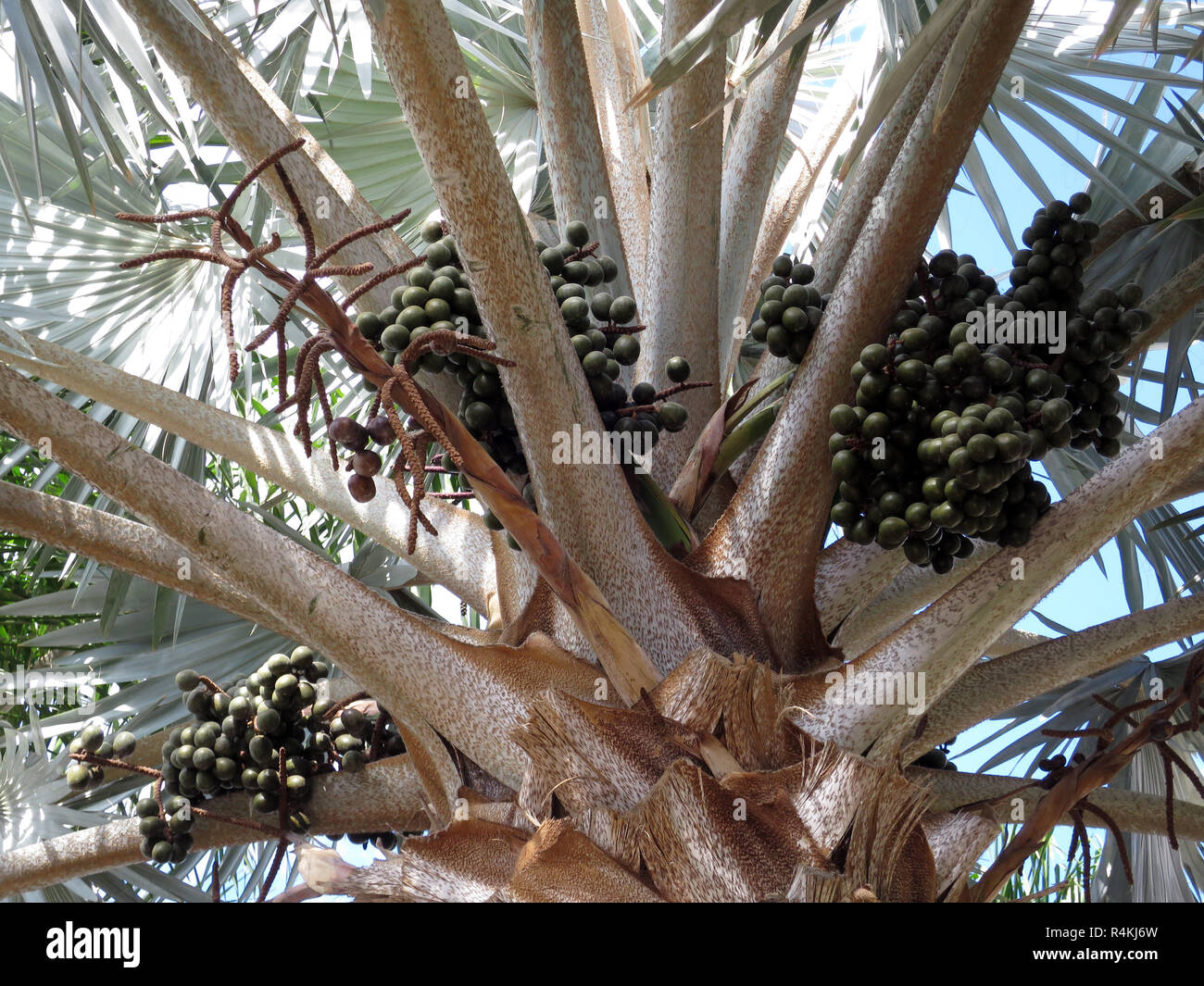 Bismarck palm bismarckia nobilis hi-res stock photography and images ...