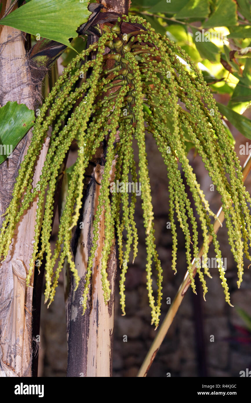 Fishtail palm hi-res stock photography and images - Alamy
