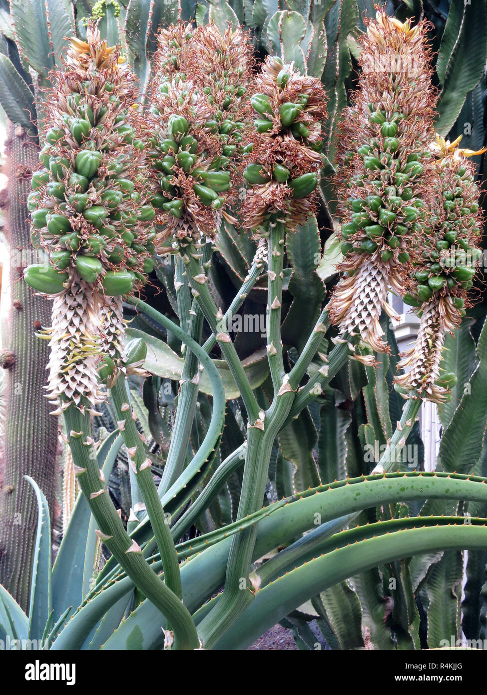 aloe (aloe spec.),fruit stands Stock Photo - Alamy