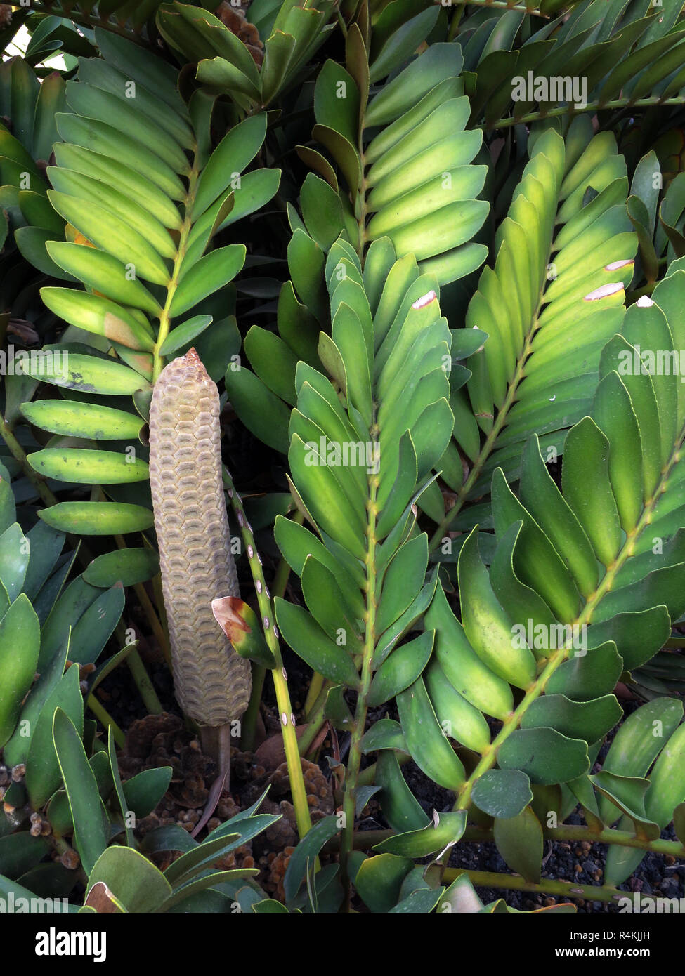 Zamia fern hi-res stock photography and images - Alamy