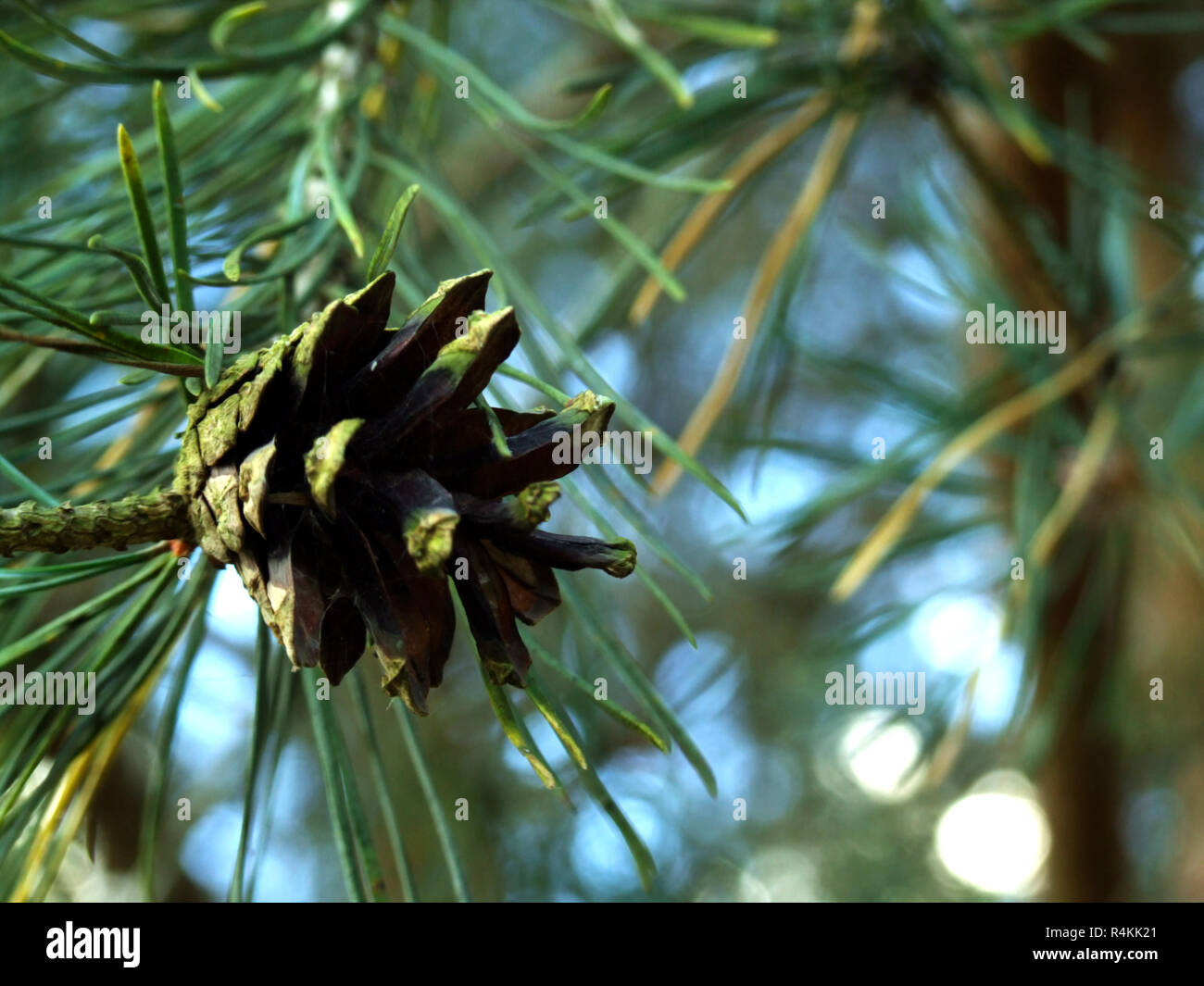 Cone on tree Stock Photo - Alamy