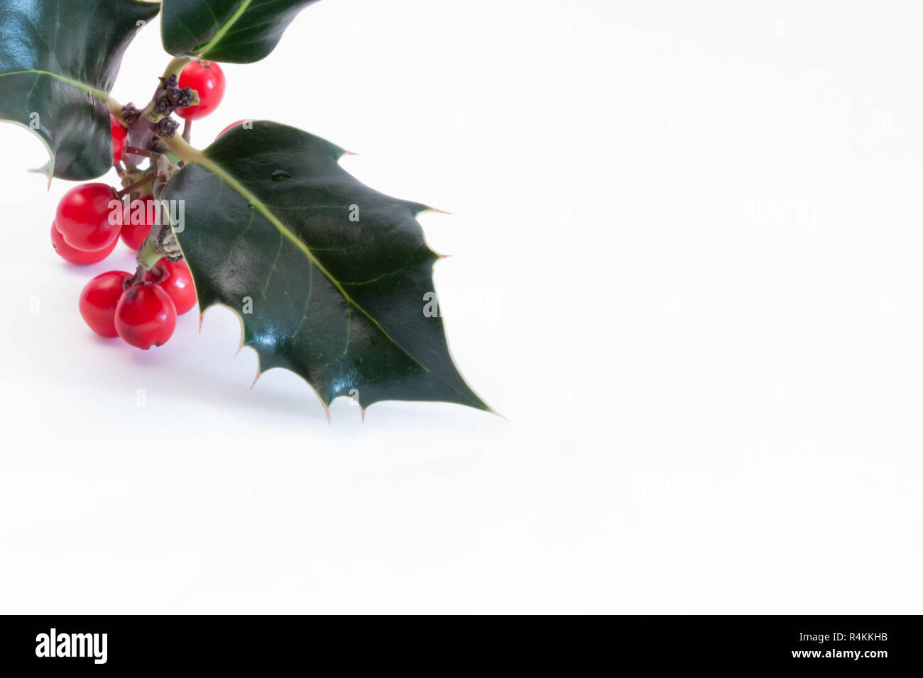Section of a spring of holly on a white background Stock Photo - Alamy