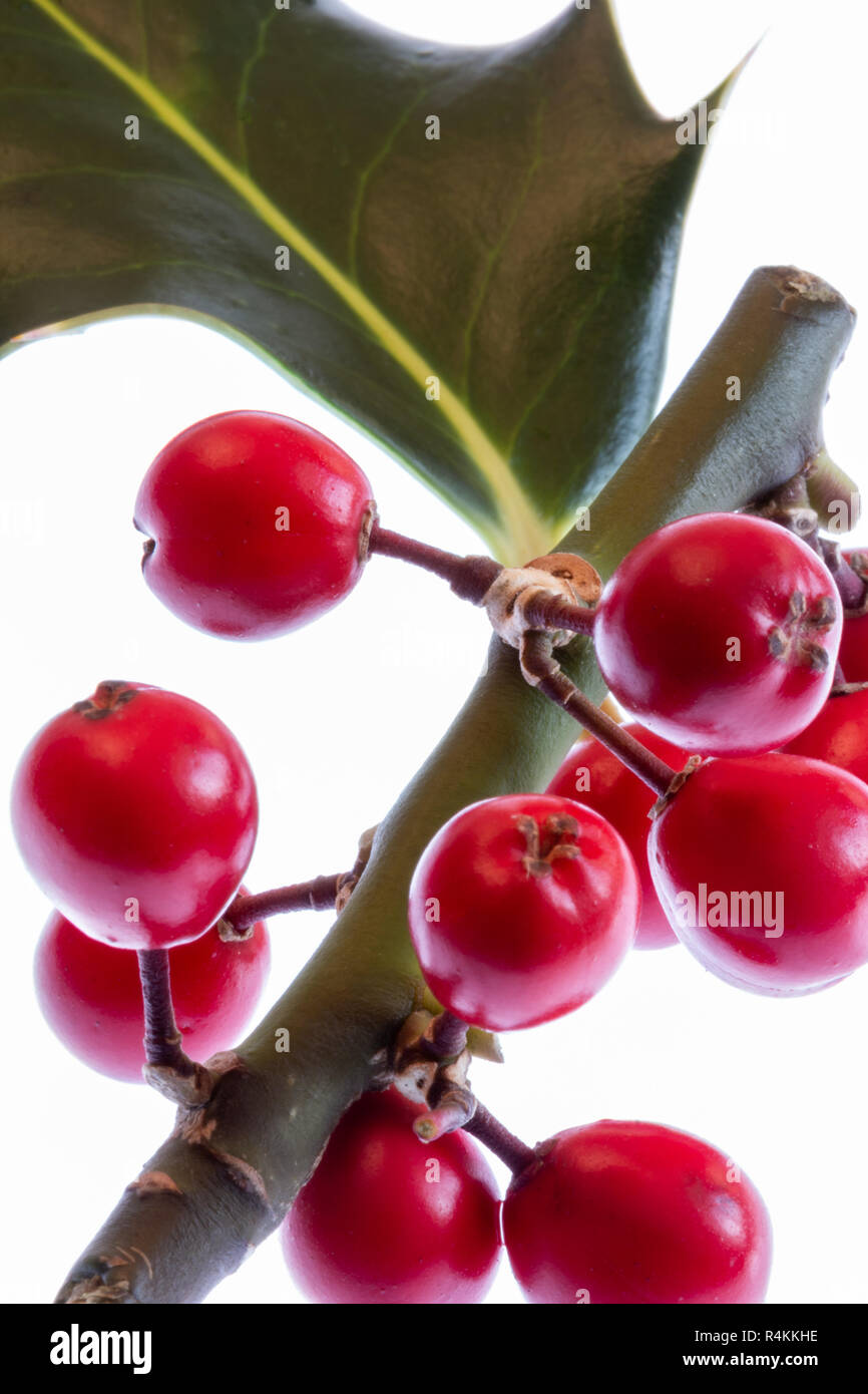 Deciduous holly hi-res stock photography and images - Alamy