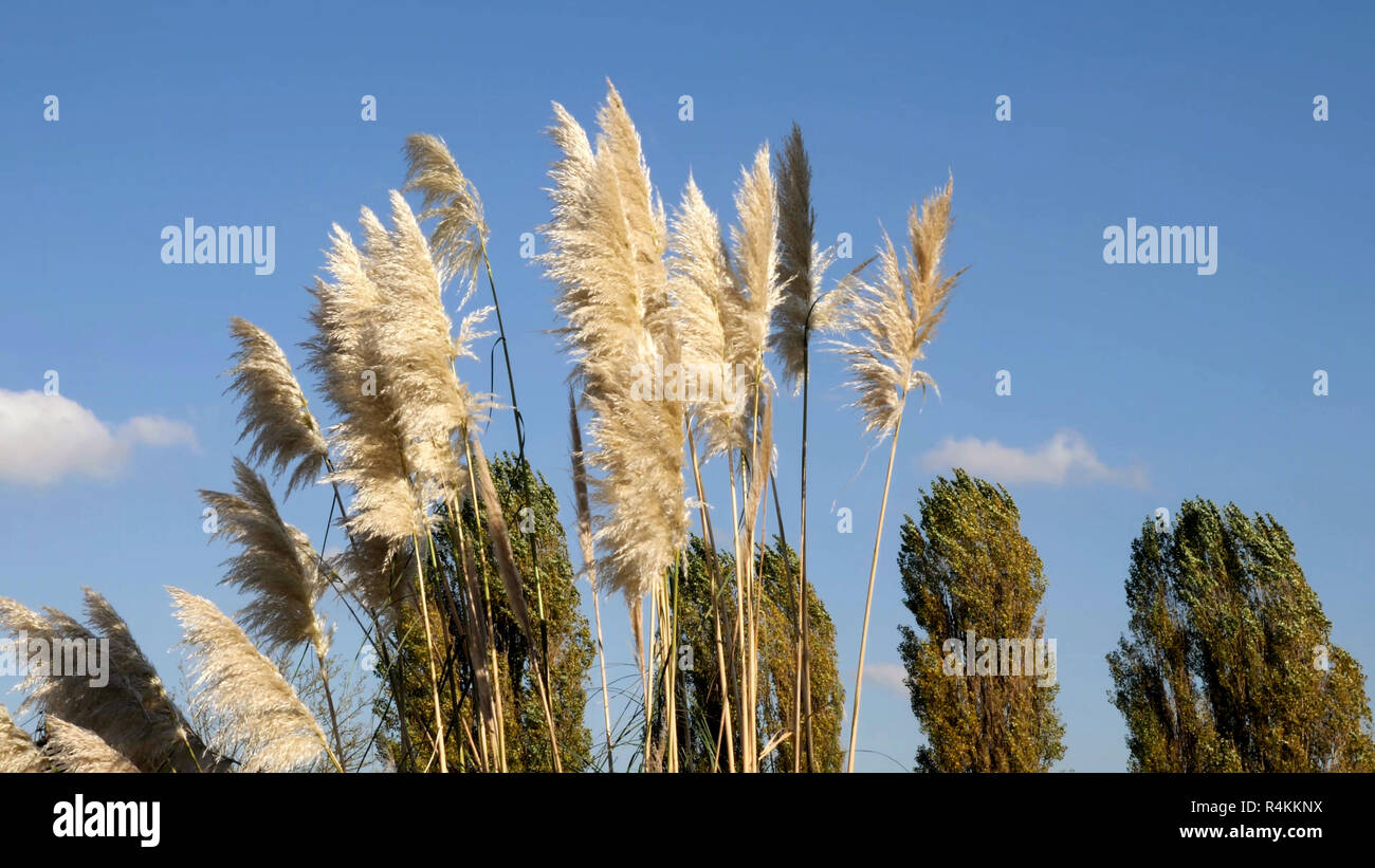 slow motion of brightly coloured tall plant motion by natural wind in ...
