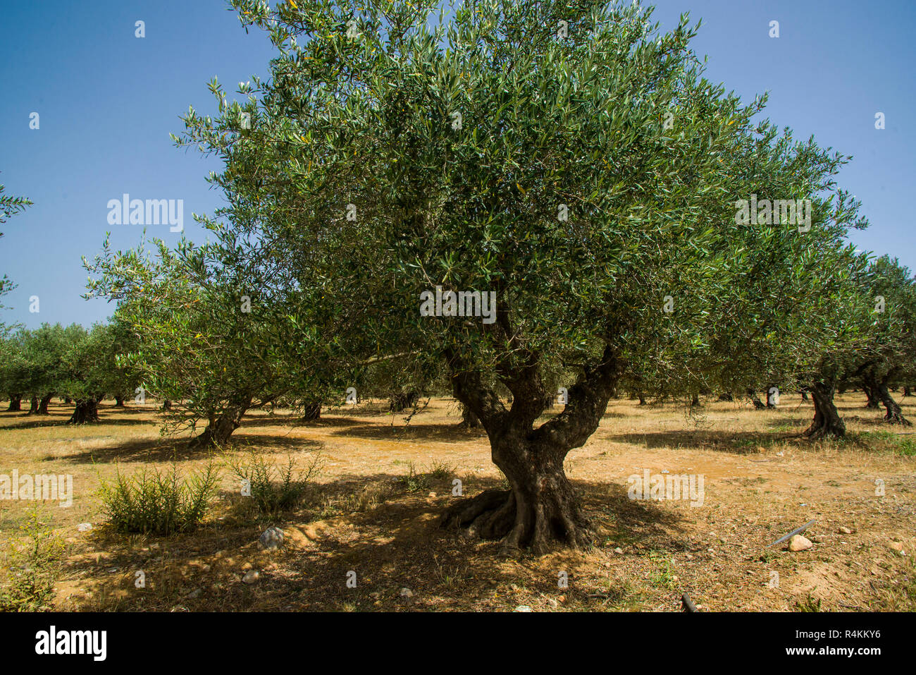 europe, greece, creta, heraklion, region, olive, trees Stock Photo - Alamy