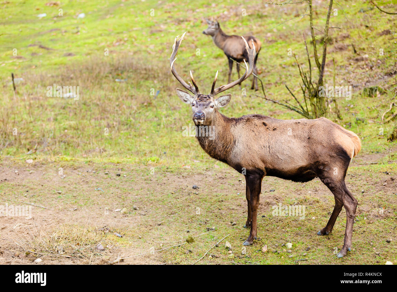 Majestic powerful adult male red deer stag on meadow. Animals in ...