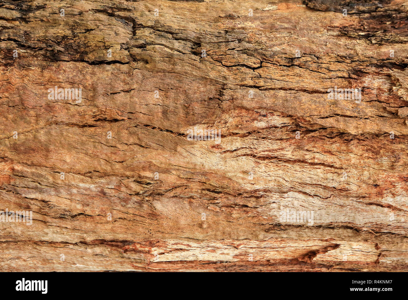 Texture of umber brown tree, background Stock Photo - Alamy