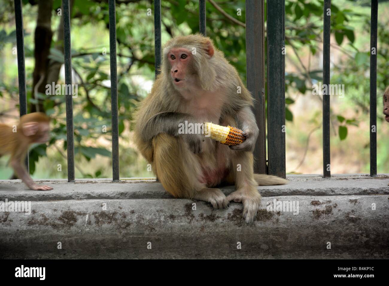 Boundary wall grills hi-res stock photography and images - Alamy