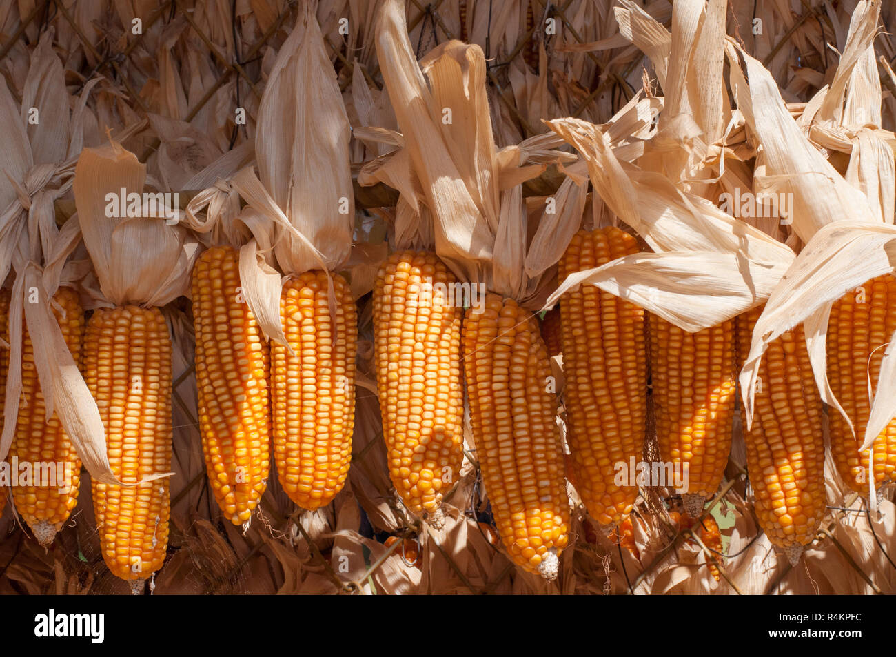 bunches of vivid organic natural dried uncooked ripe golden yellow ...