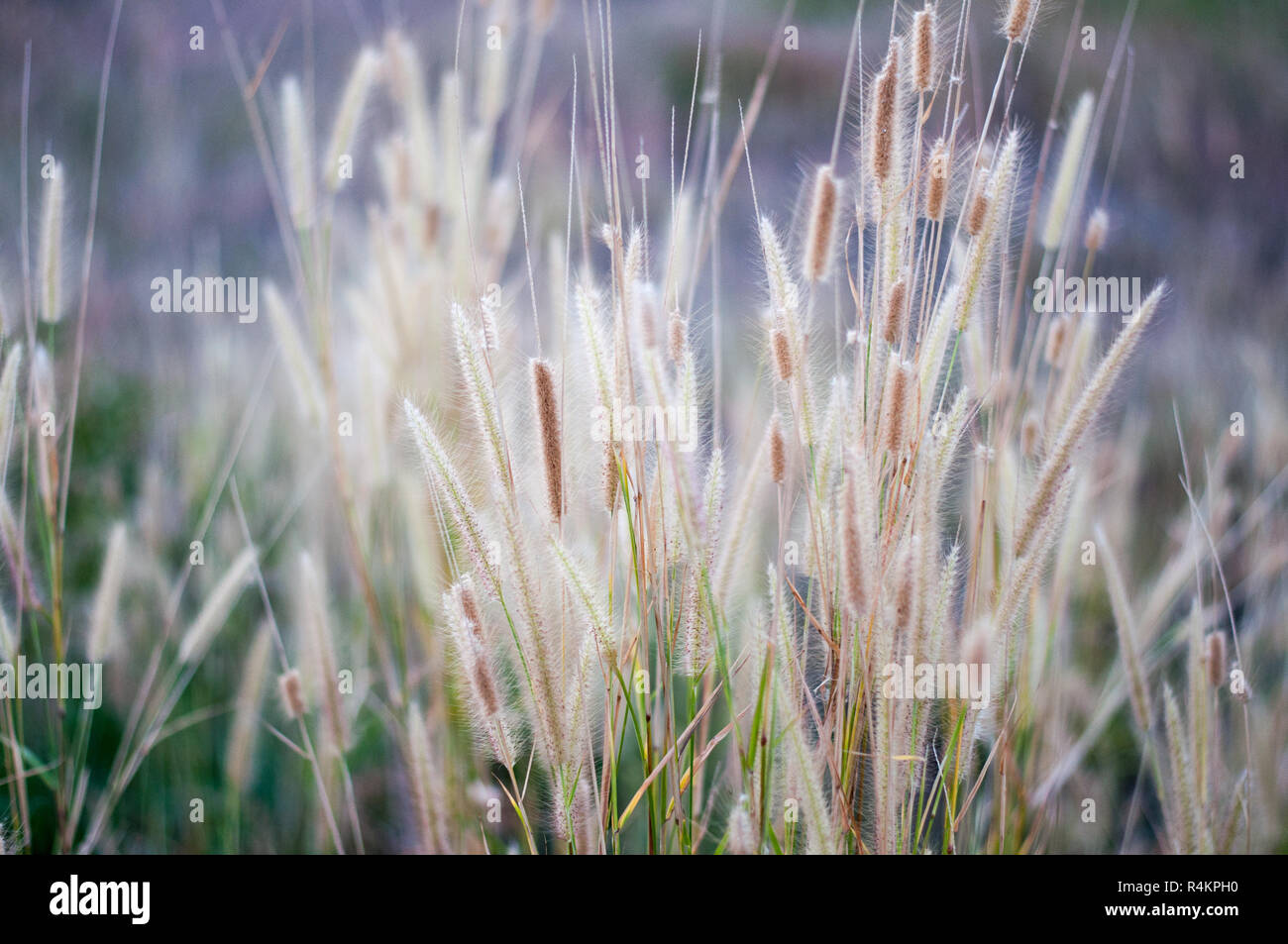 Golden brown grass flowers in hi-res stock photography and images - Alamy