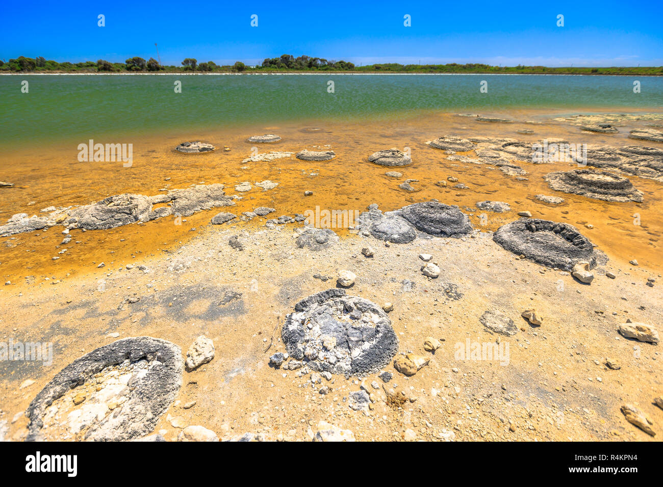 Australian landscape of Stromatolites at Lake Thetis, a saline coastal ...